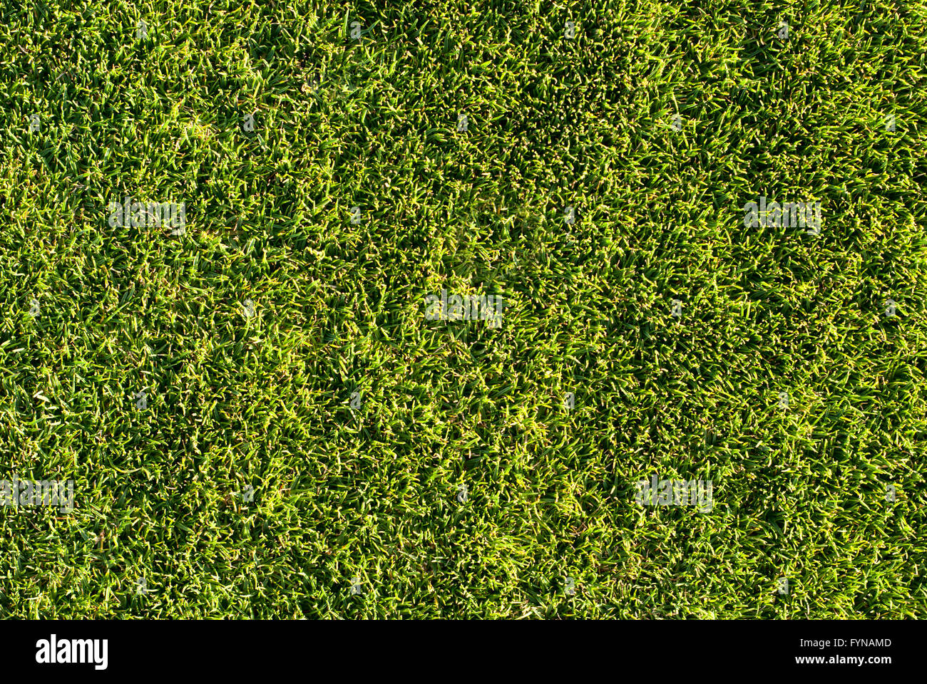 natural grass texture Stock Photo - Alamy