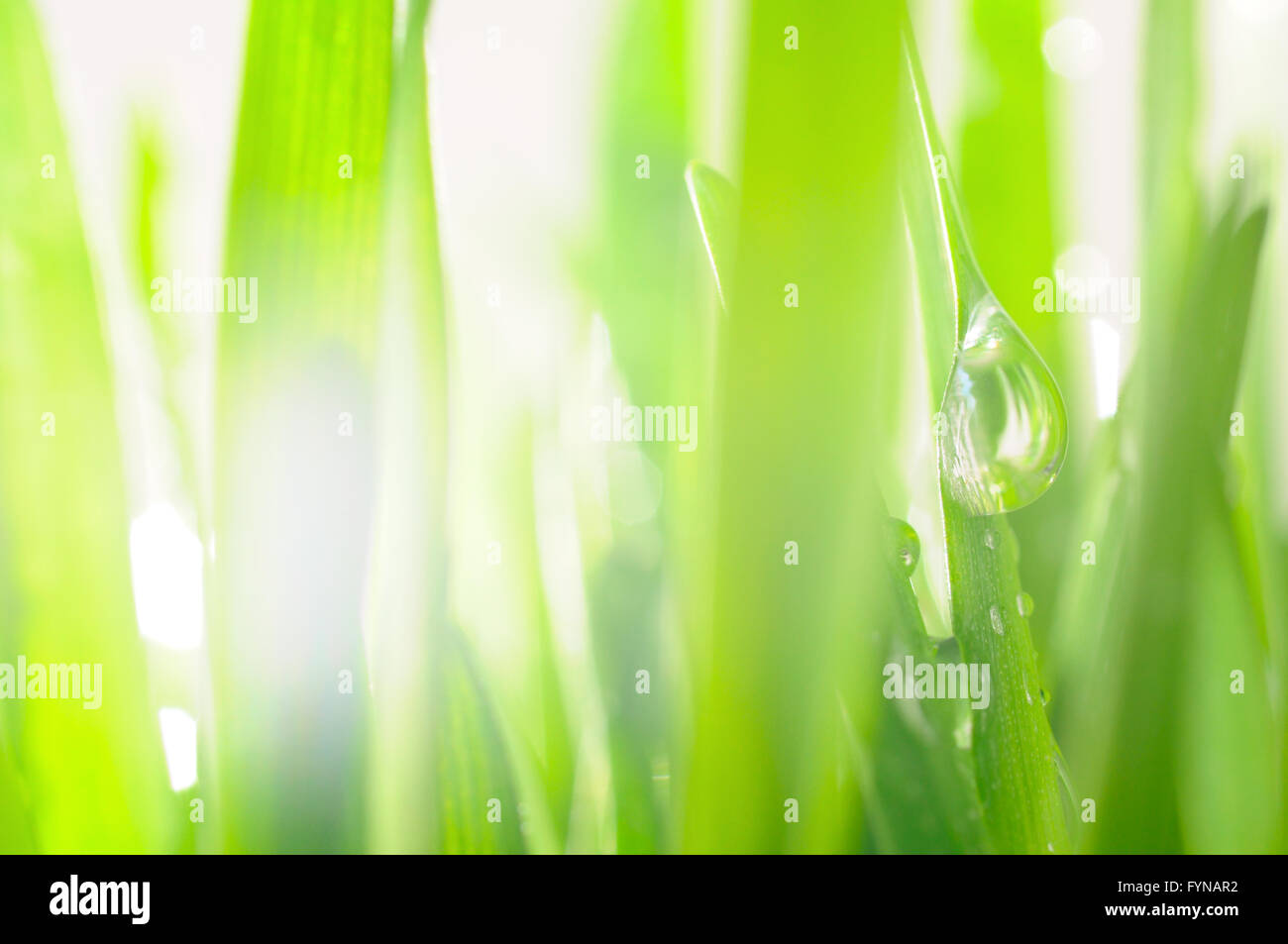 fresh wet grass in sun rays, selective focus on big drop Stock Photo ...