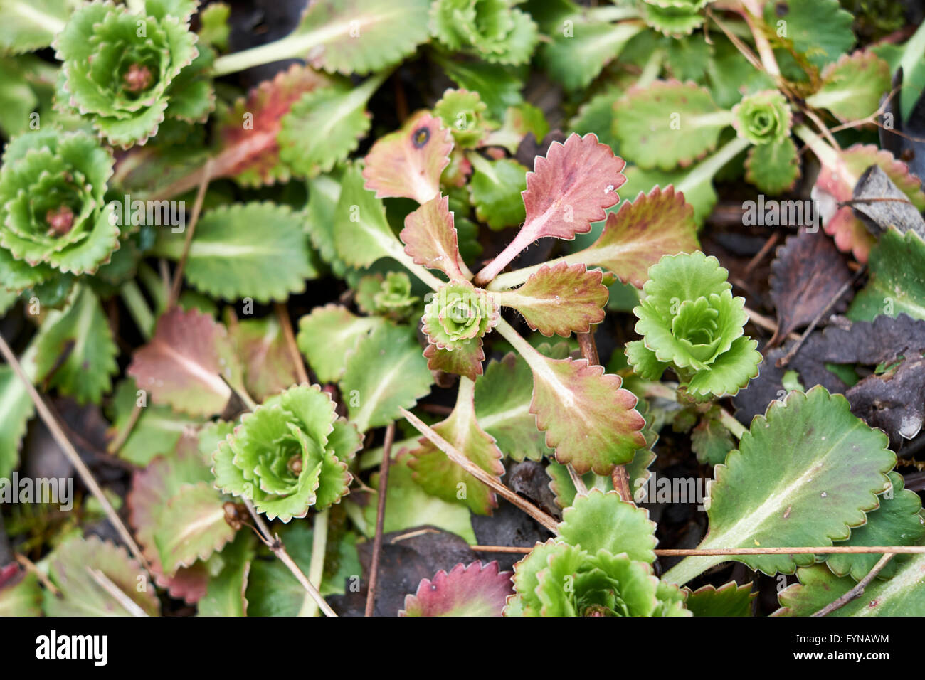 Alpine Sedum growing in a Spring garden flowerbed. UK Stock Photo - Alamy