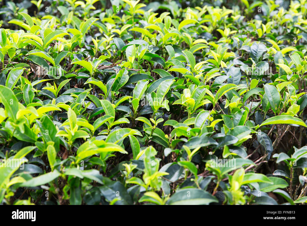 tea plantation field on Sri Lanka Stock Photo - Alamy