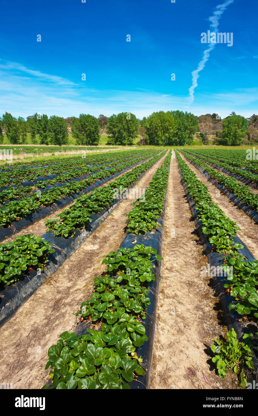 Rows of fruit hi-res stock photography and images - Alamy