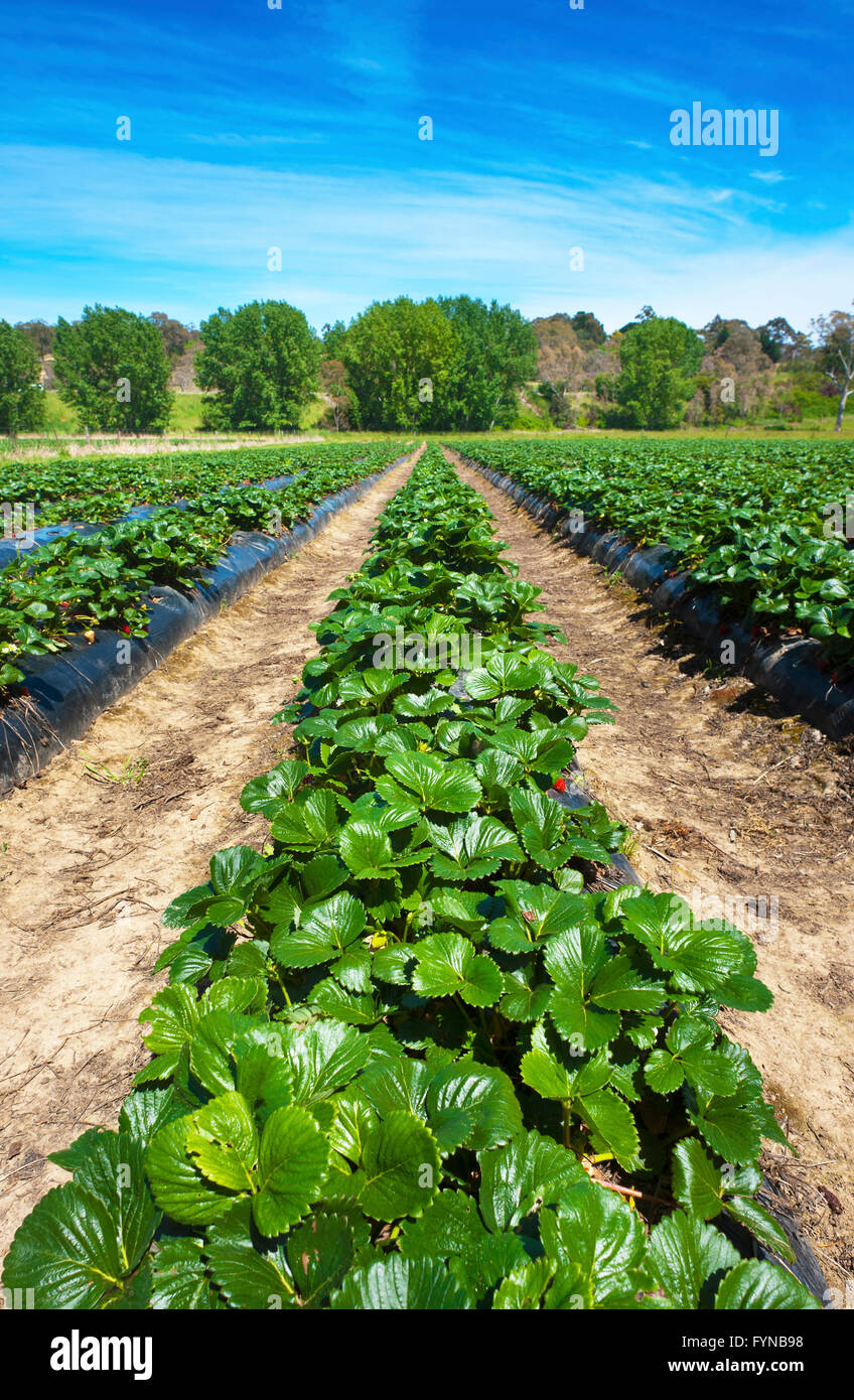 Rows of strawberry plants at a fruit farm Stock Photo - Alamy