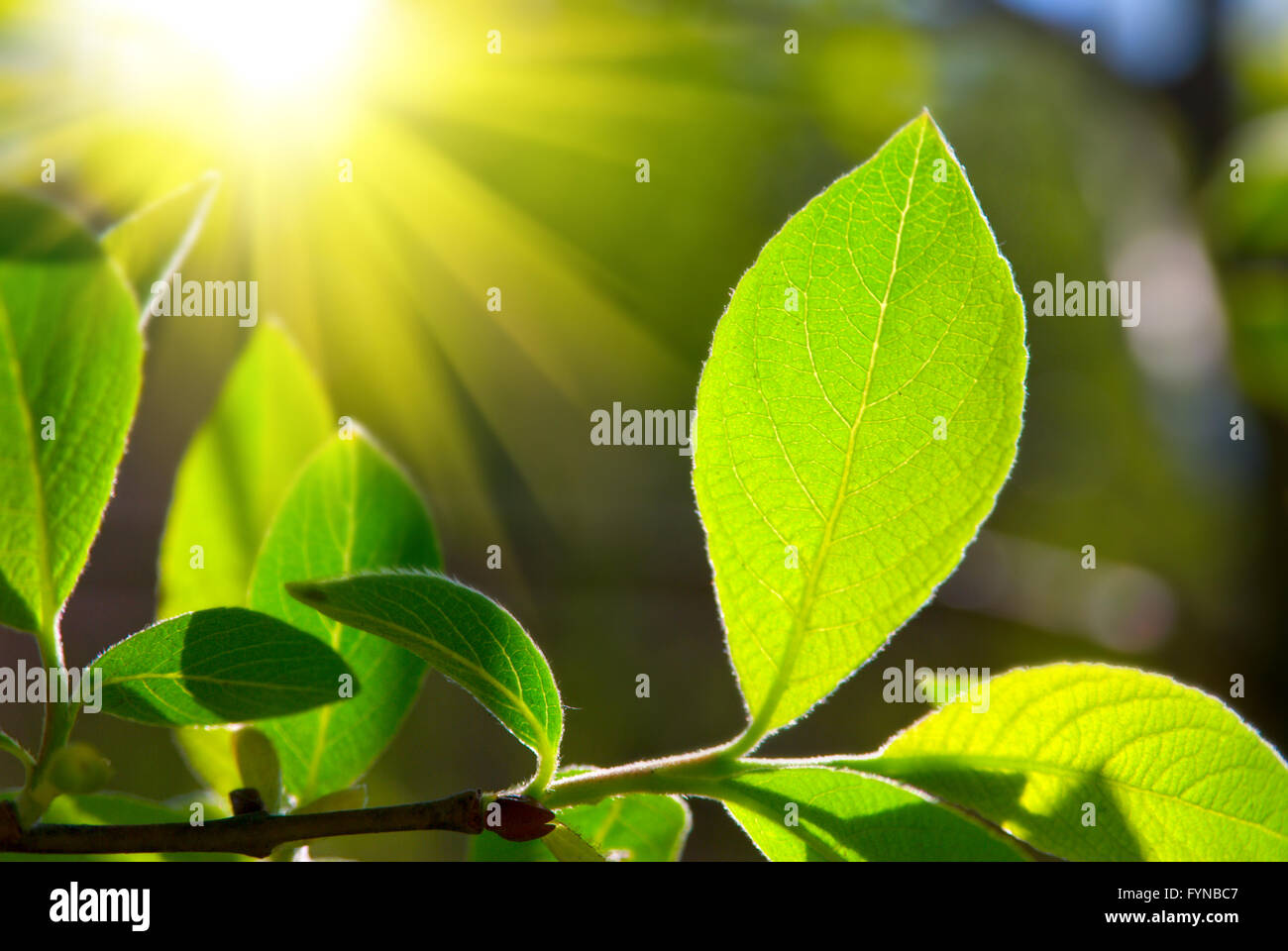 leaf and sun Stock Photo - Alamy