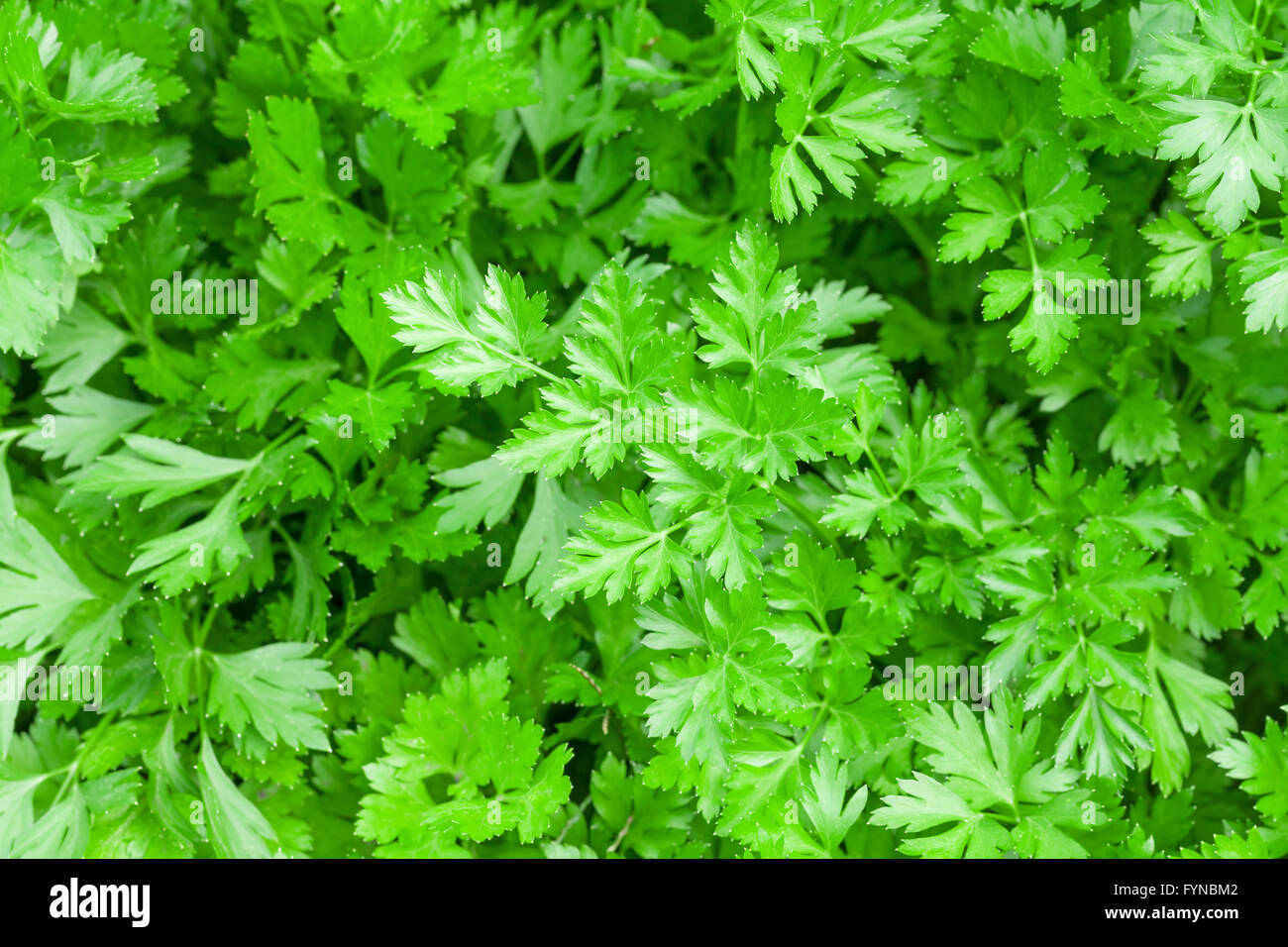 Parsley herb hi-res stock photography and images - Alamy