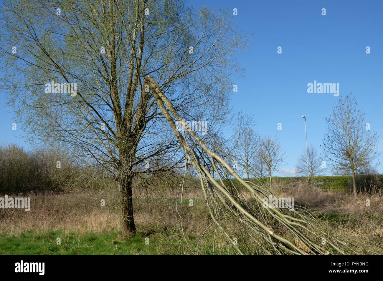 Broken branch of the tree hi-res stock photography and images - Alamy