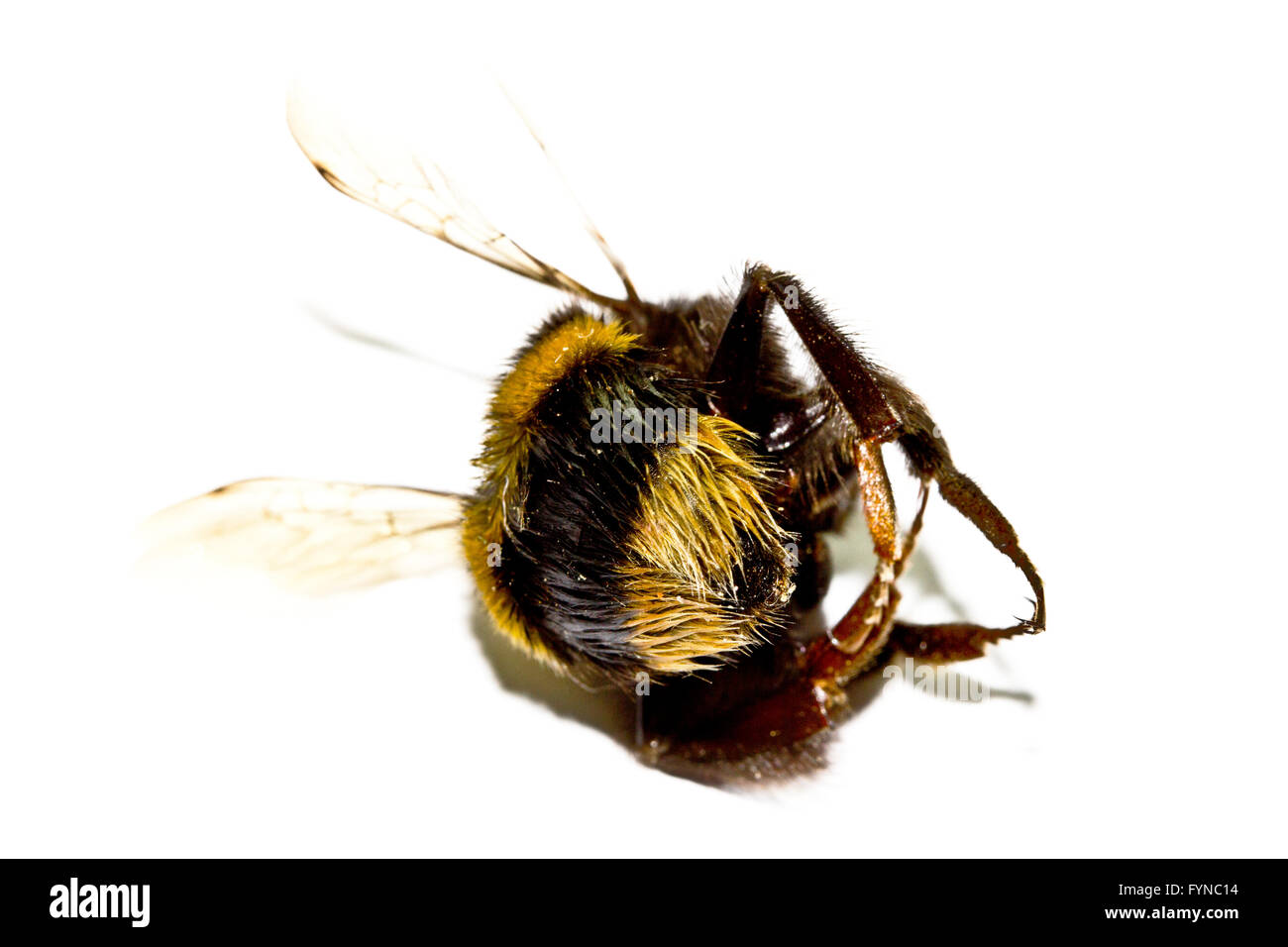 Dead bee hi-res stock photography and images - Alamy
