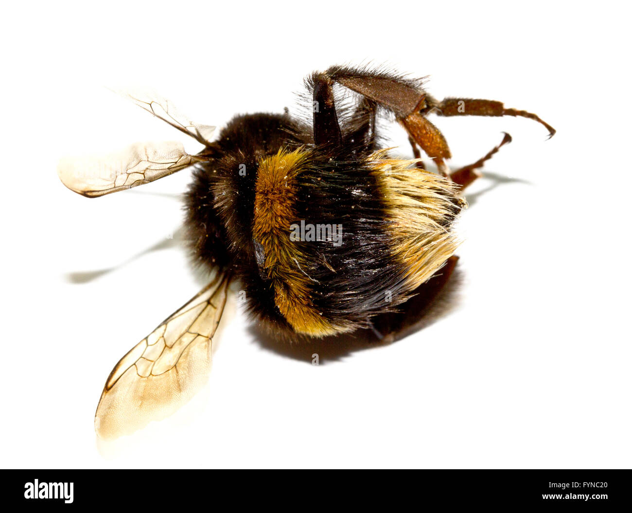 Dead Honey Bee White Cut Out Stock Images & Pictures - Alamy
