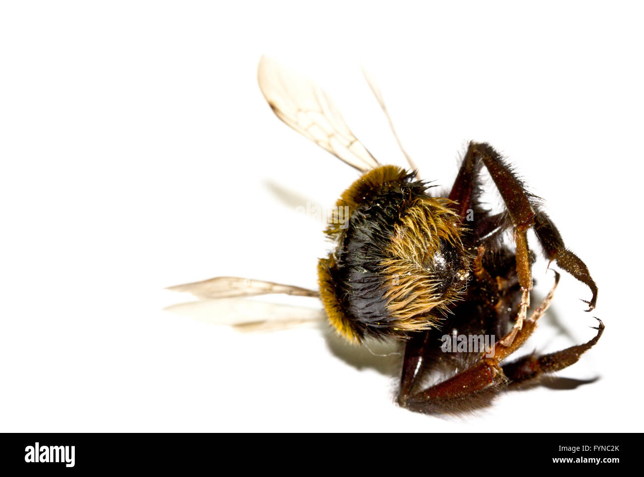 Dead Bee On White Background Stock Photo - Alamy