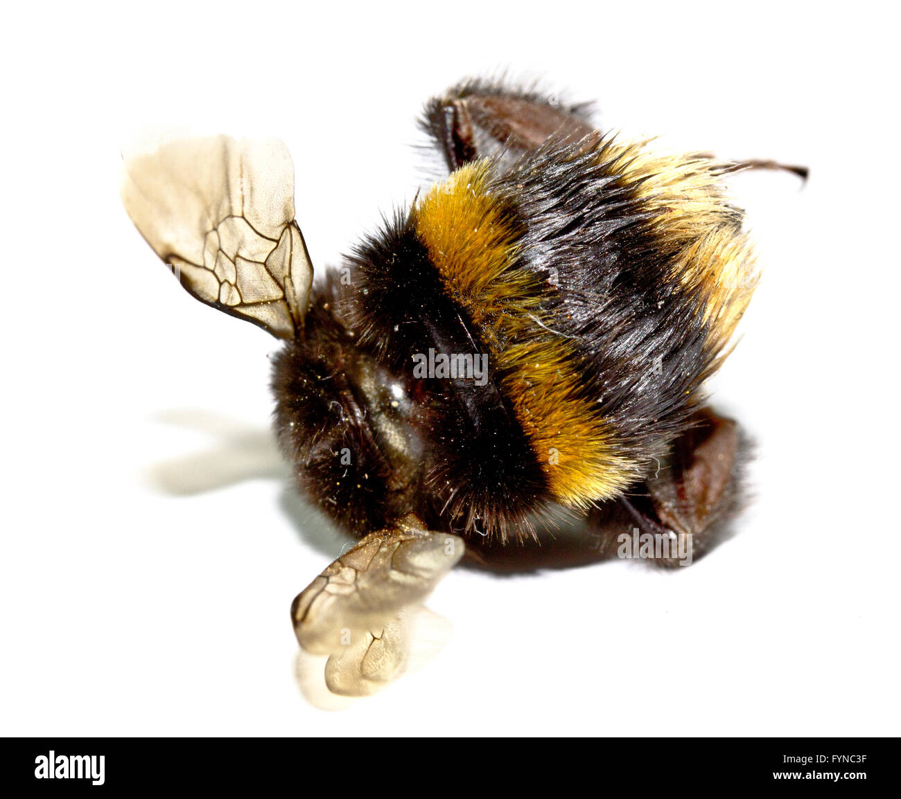 Dead Bee On White Background Stock Photo - Alamy