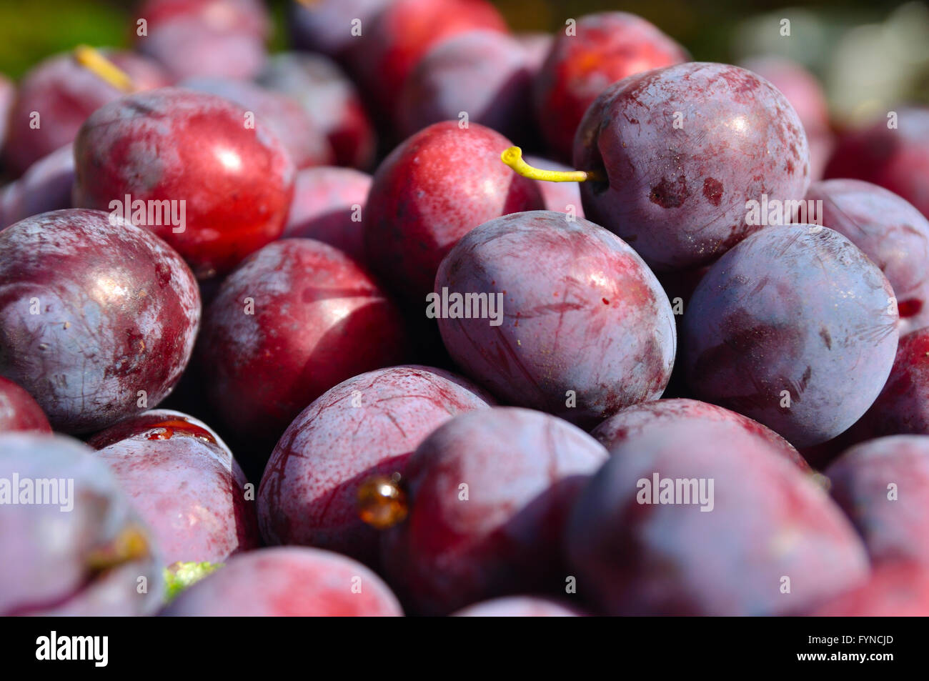 heap of plums Stock Photo - Alamy