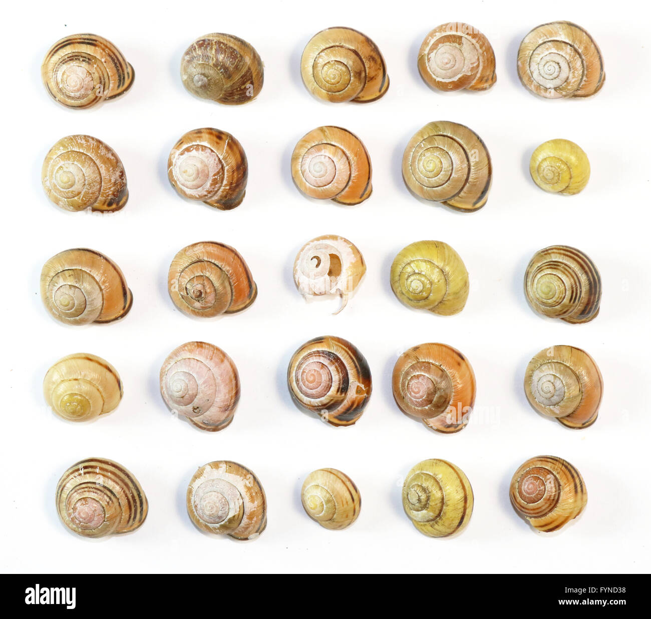 Empty Snail Shells on White Background Stock Photo - Alamy