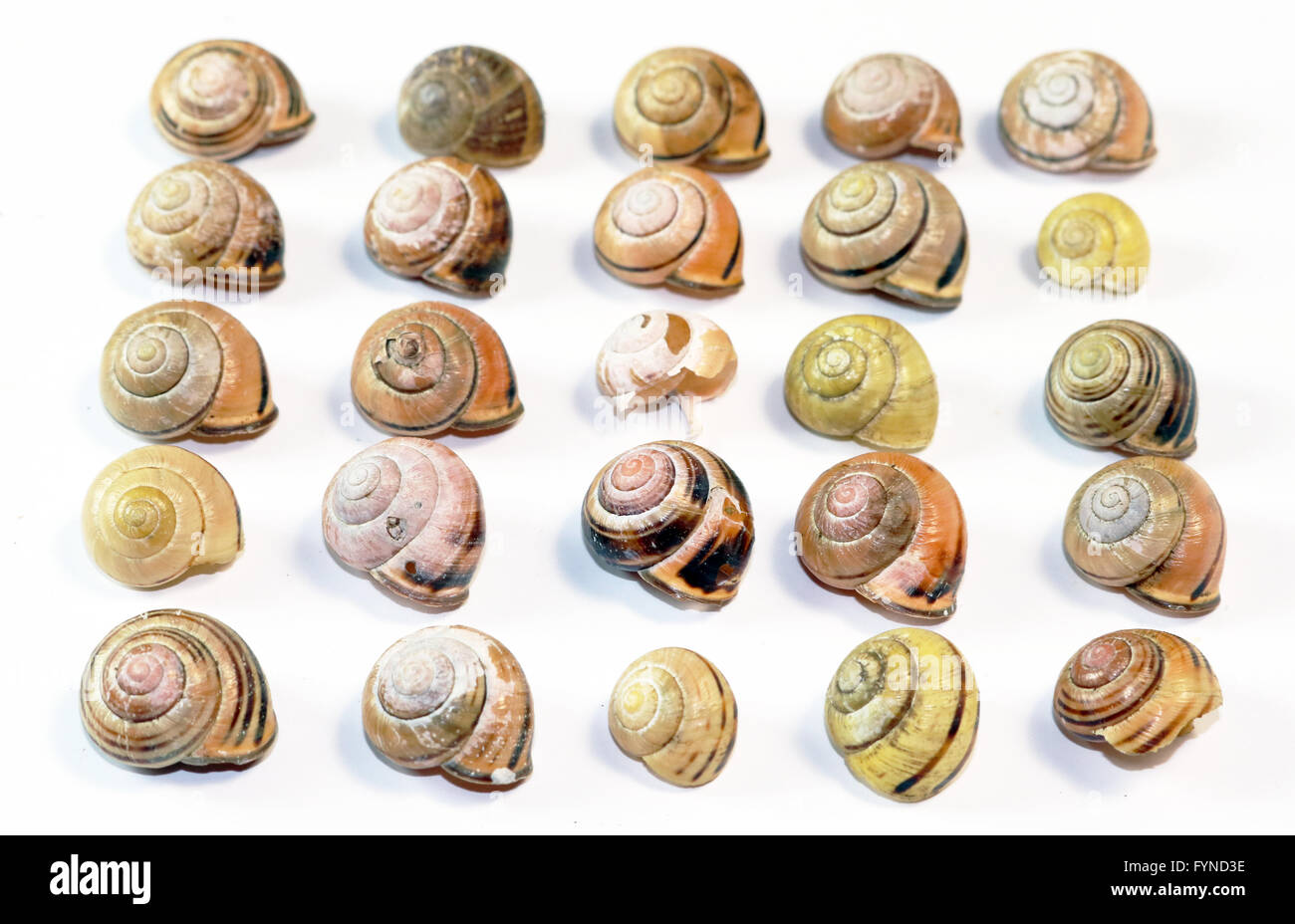 Empty Snail Shells on White Background Stock Photo - Alamy