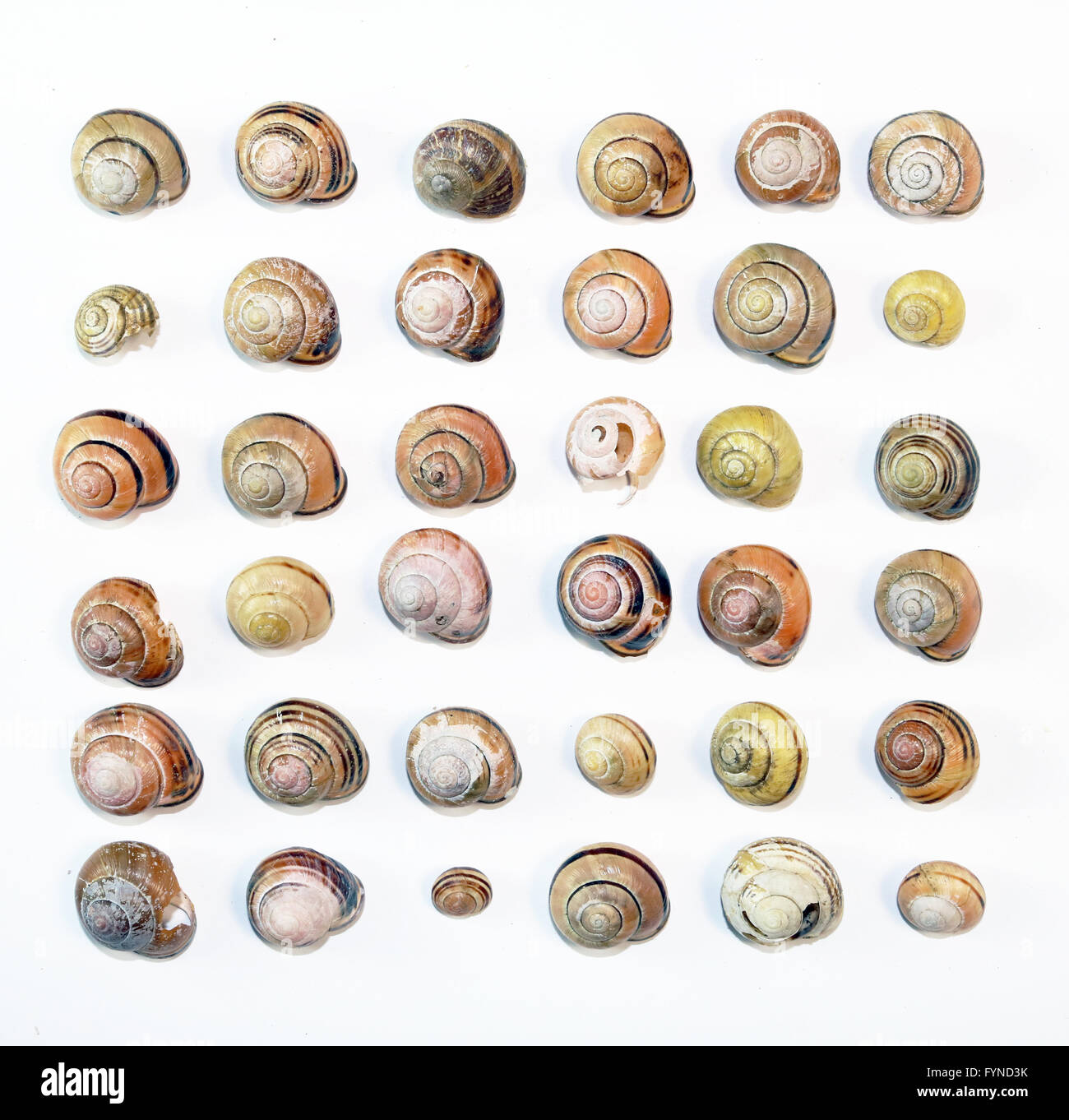 Empty Snail Shells on White Background Stock Photo - Alamy