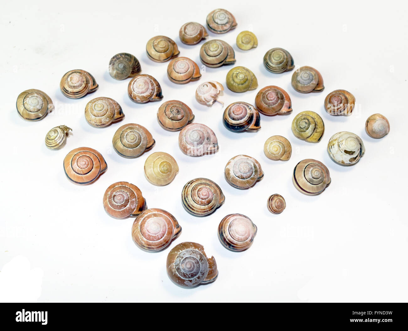 Empty Snail Shells on White Background Stock Photo - Alamy