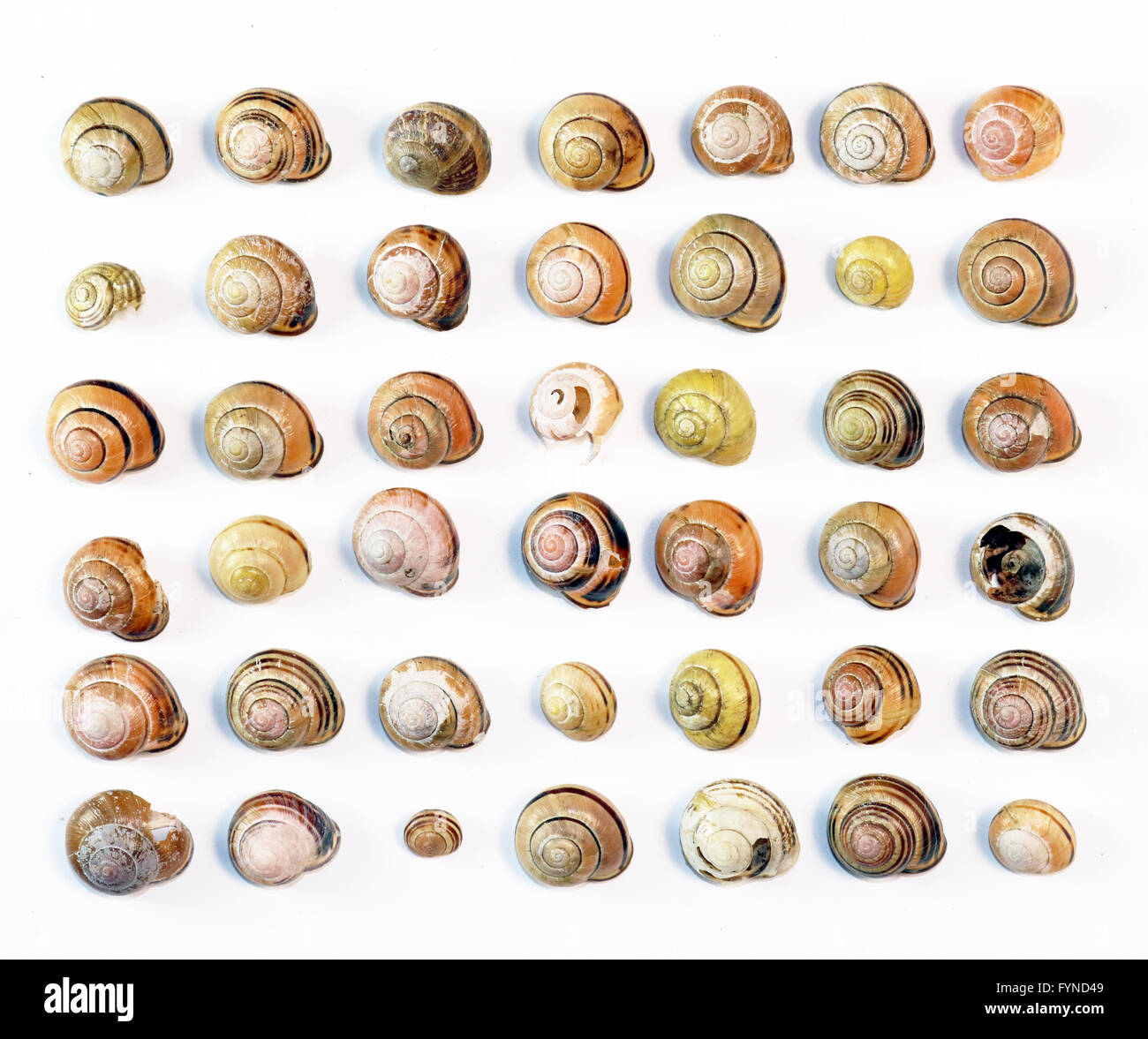 Empty Snail Shells on White Background Stock Photo - Alamy