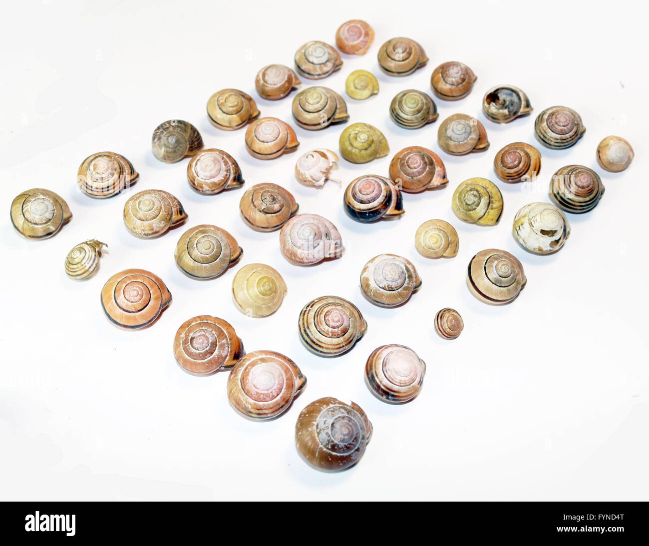 Empty Snail Shells on White Background Stock Photo - Alamy
