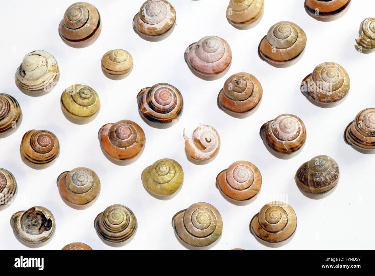 Empty Snail Shells on White Background Stock Photo - Alamy