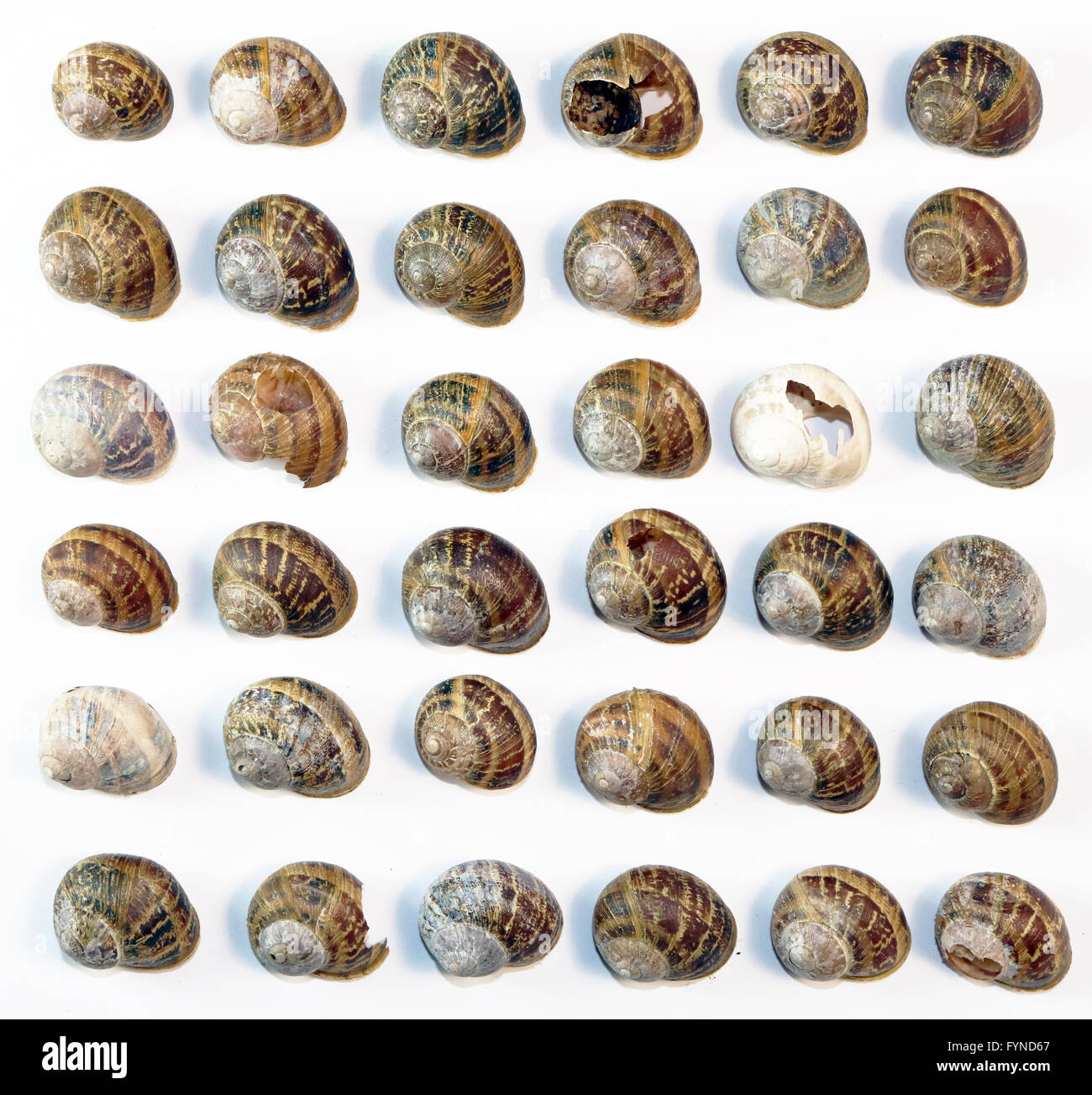 Empty Snail Shells on White Background Stock Photo - Alamy