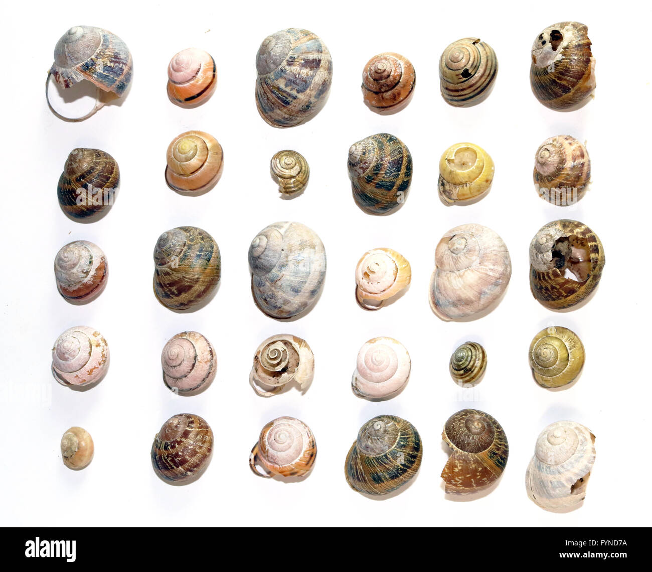 Empty Snail Shells on White Background Stock Photo - Alamy