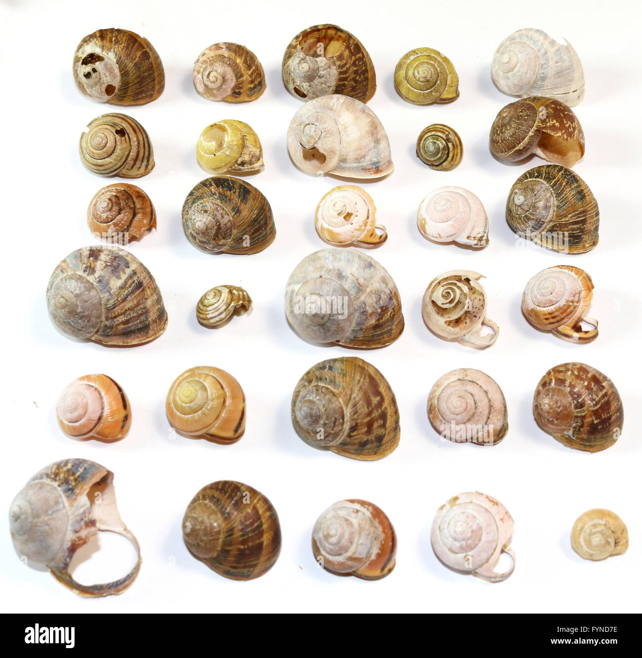 Empty Snail Shells on White Background Stock Photo - Alamy