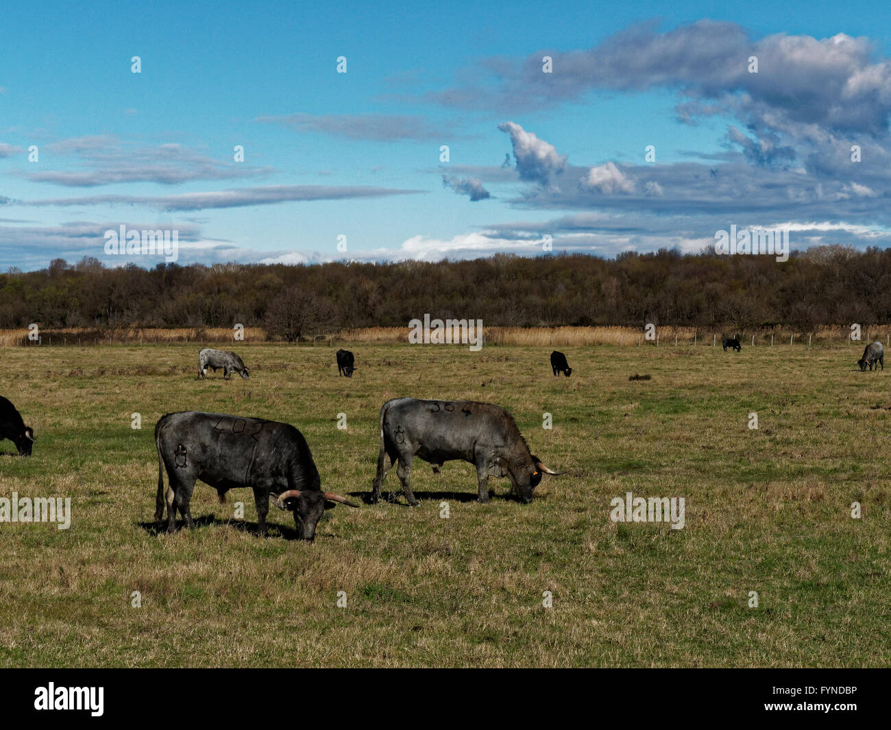 Camargue bull meat hi-res stock photography and images - Alamy