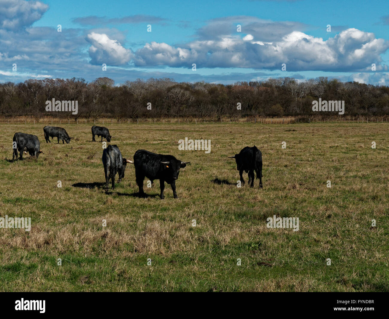 Camargue bull meat hi-res stock photography and images - Alamy