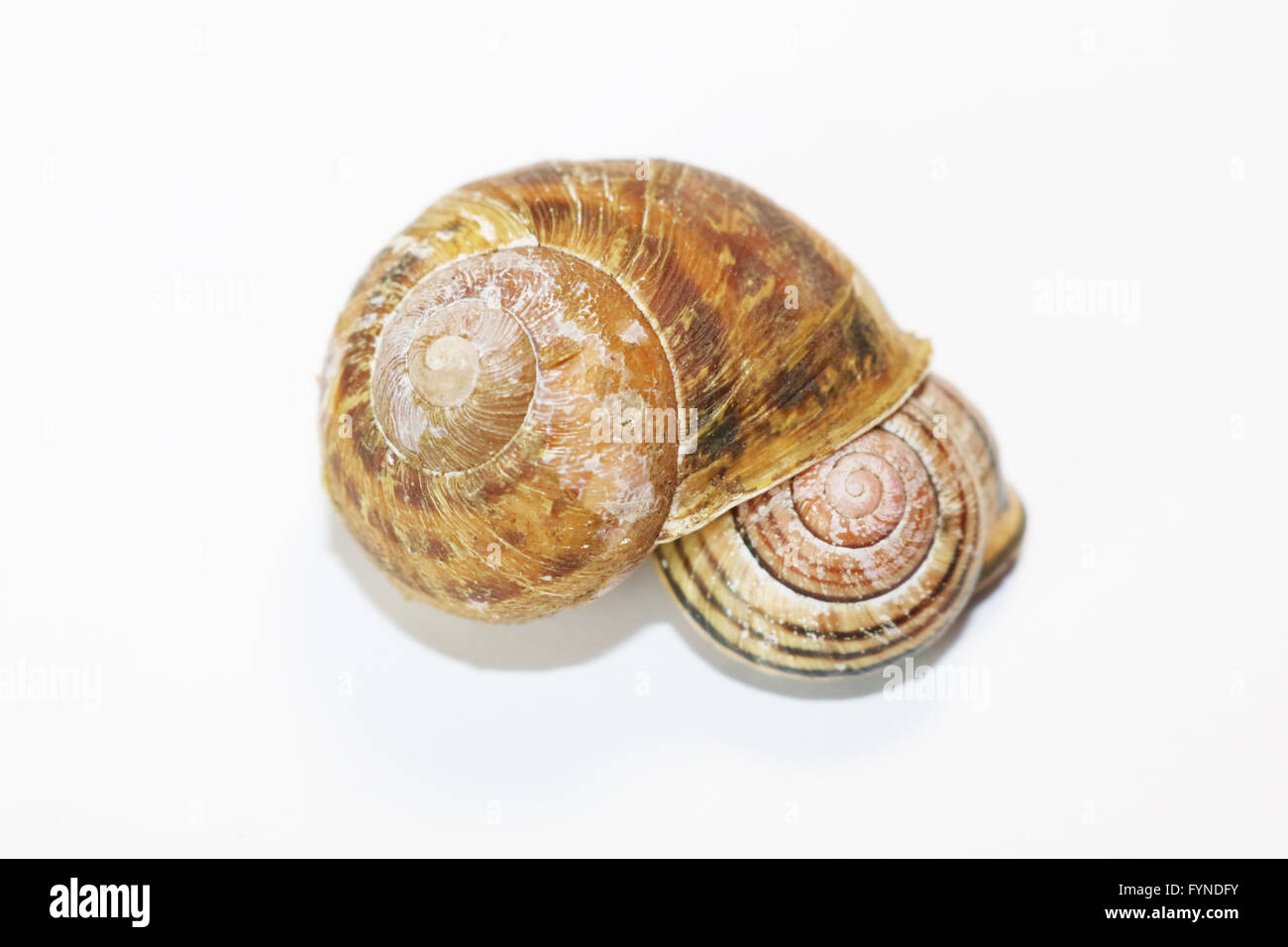 Empty Snail Shells on White Background Stock Photo - Alamy