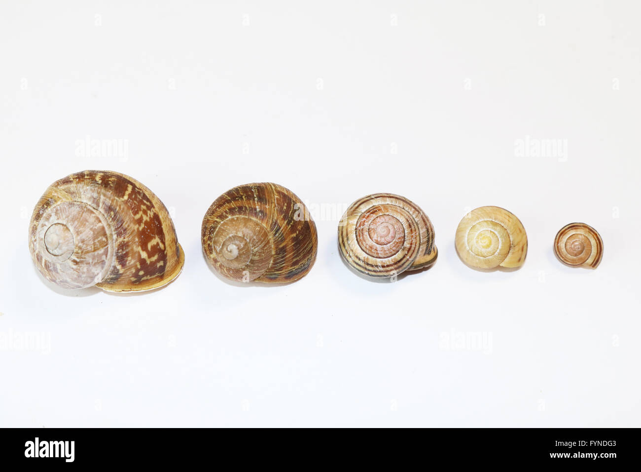 Empty Snail Shells on White Background Stock Photo - Alamy