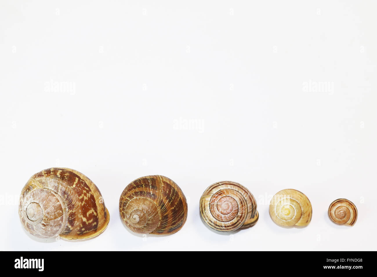 Empty Snail Shells on White Background Stock Photo - Alamy