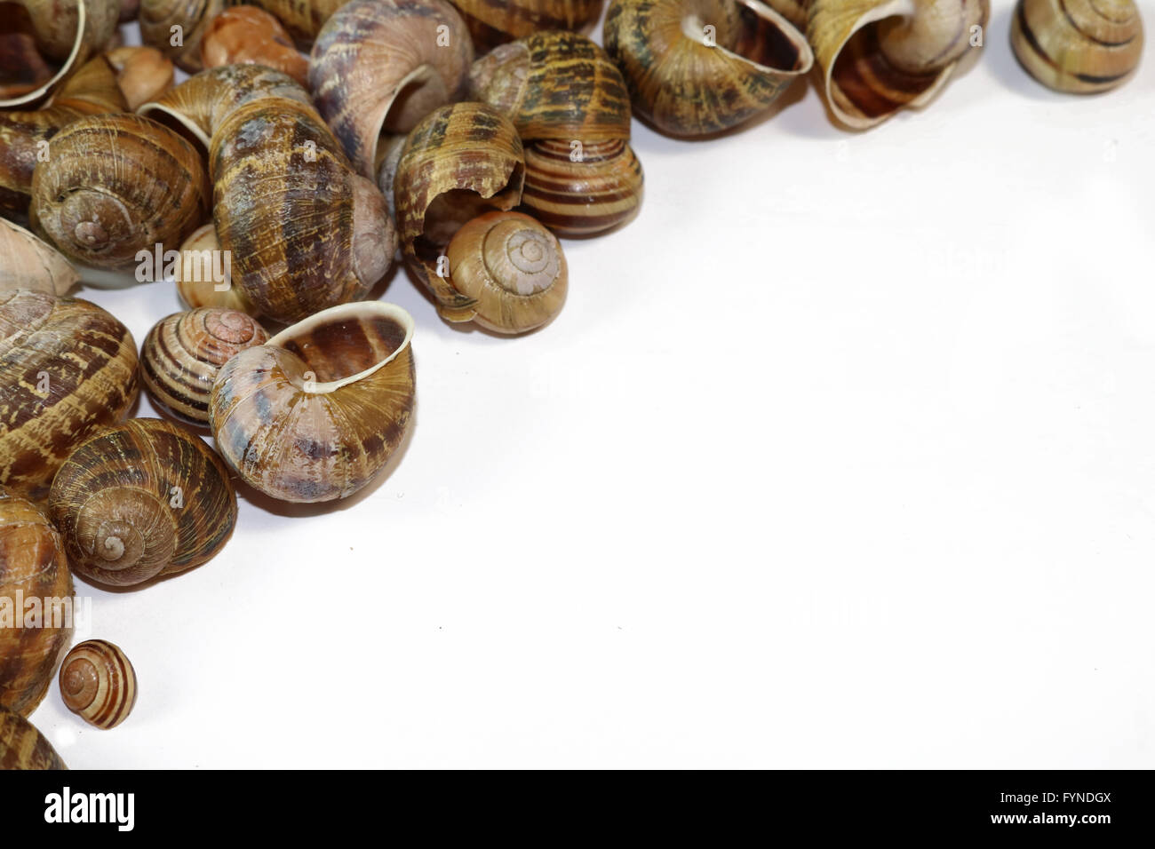 Empty Snail Shells on White Background Stock Photo - Alamy