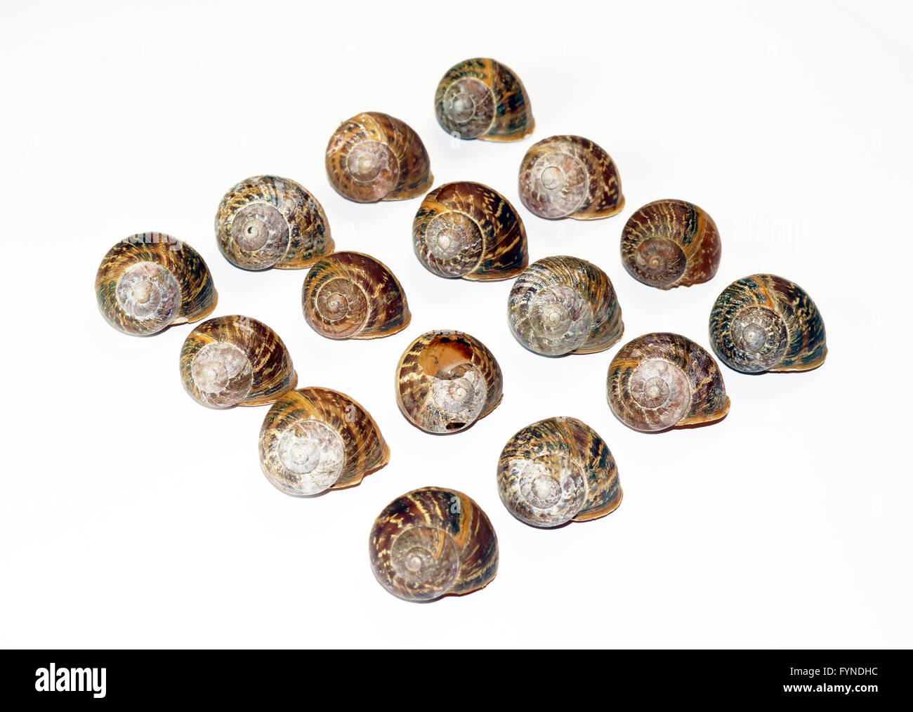 Empty Snail Shells on White Background Stock Photo - Alamy