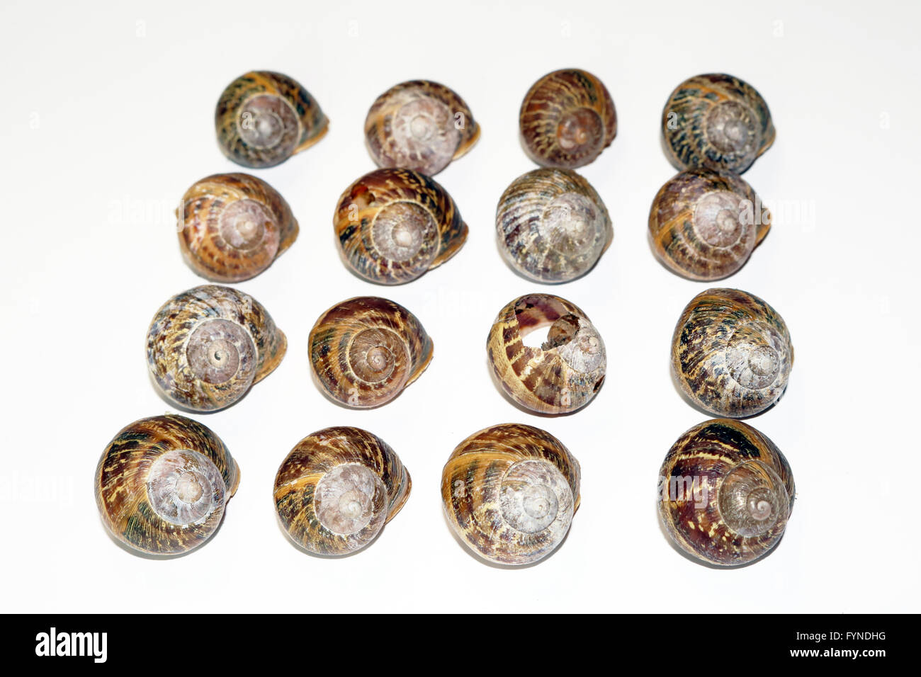 Empty Snail Shells on White Background Stock Photo - Alamy