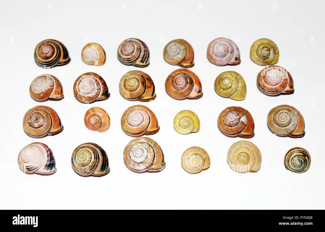 Empty Snail Shells on White Background Stock Photo - Alamy