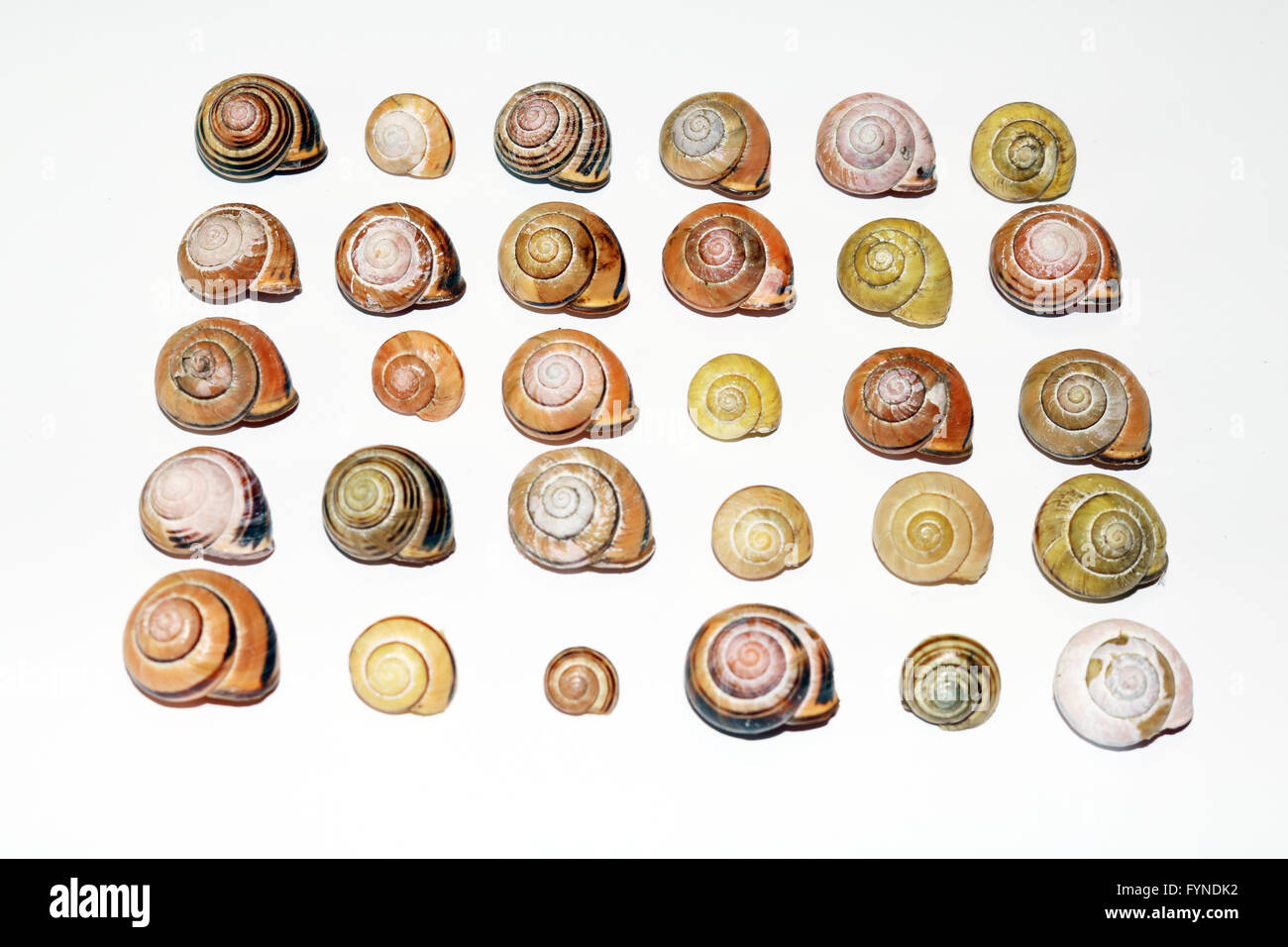 Empty Snail Shells on White Background Stock Photo - Alamy