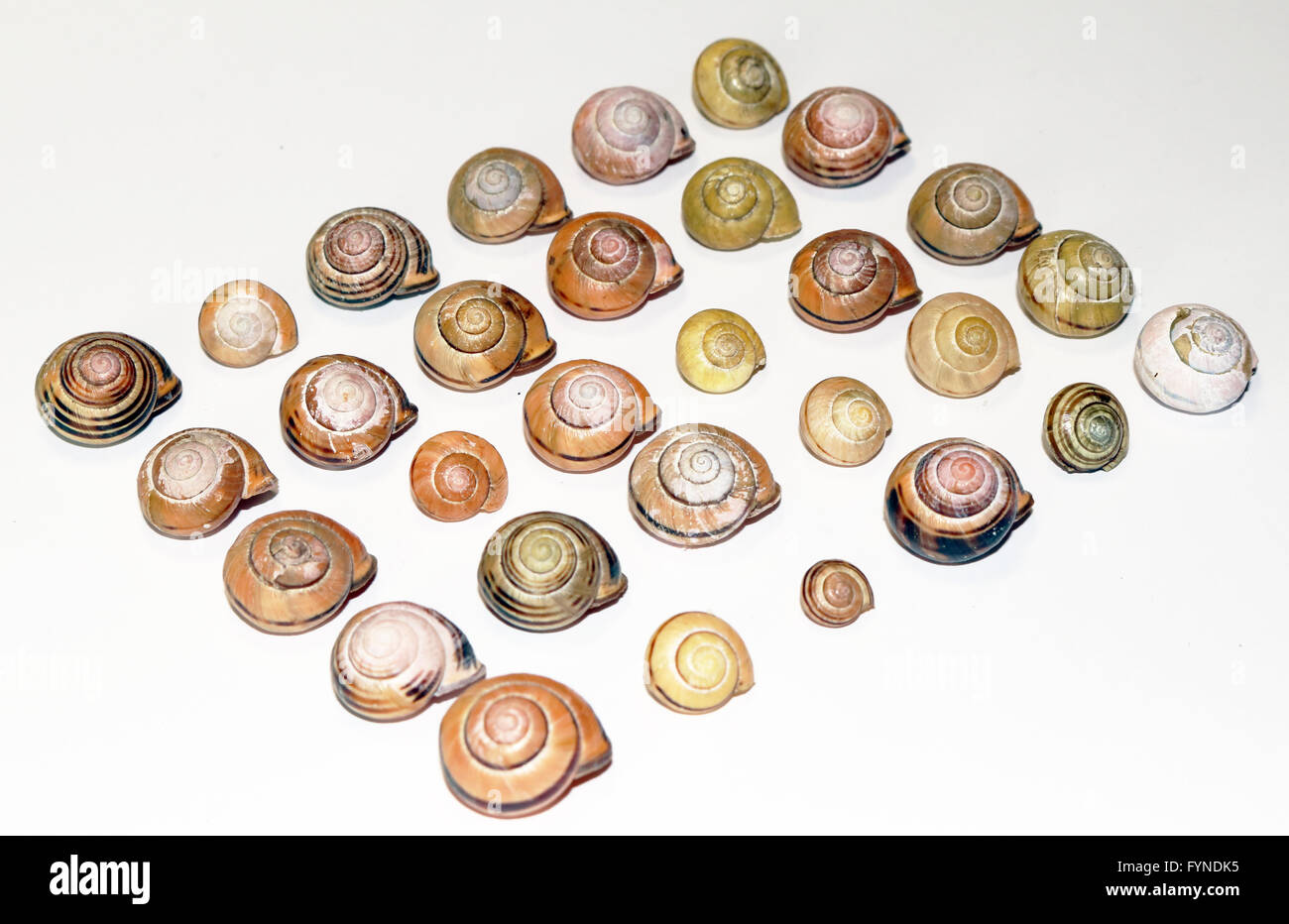 Empty Snail Shells on White Background Stock Photo - Alamy