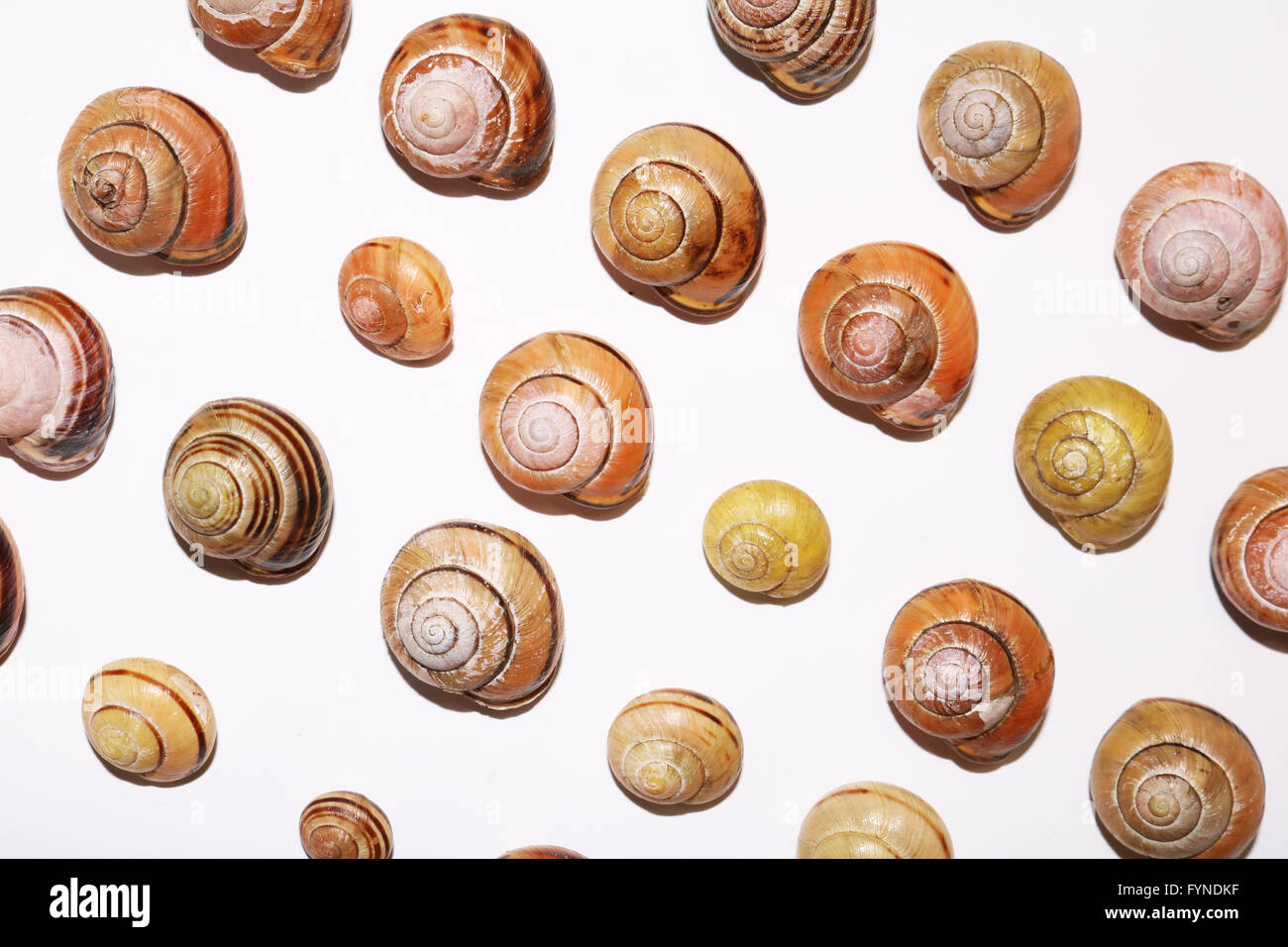 Empty Snail Shells on White Background Stock Photo - Alamy