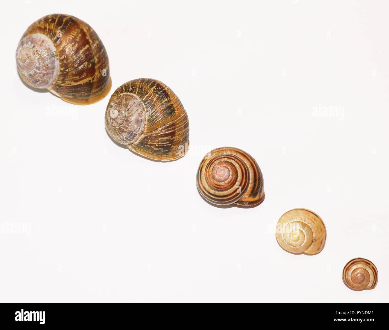 Empty Snail Shells on White Background Stock Photo - Alamy