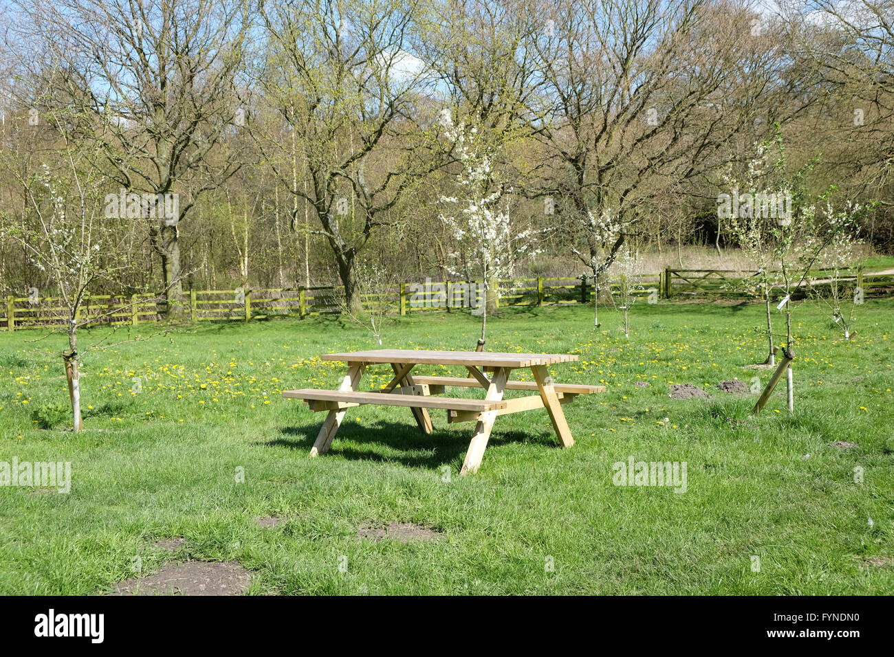 picnic table at broombriggs farm in spring Stock Photo - Alamy