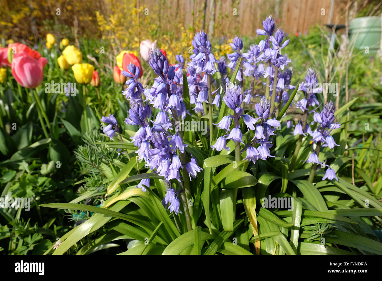 Bluebells in spring hi-res stock photography and images - Alamy