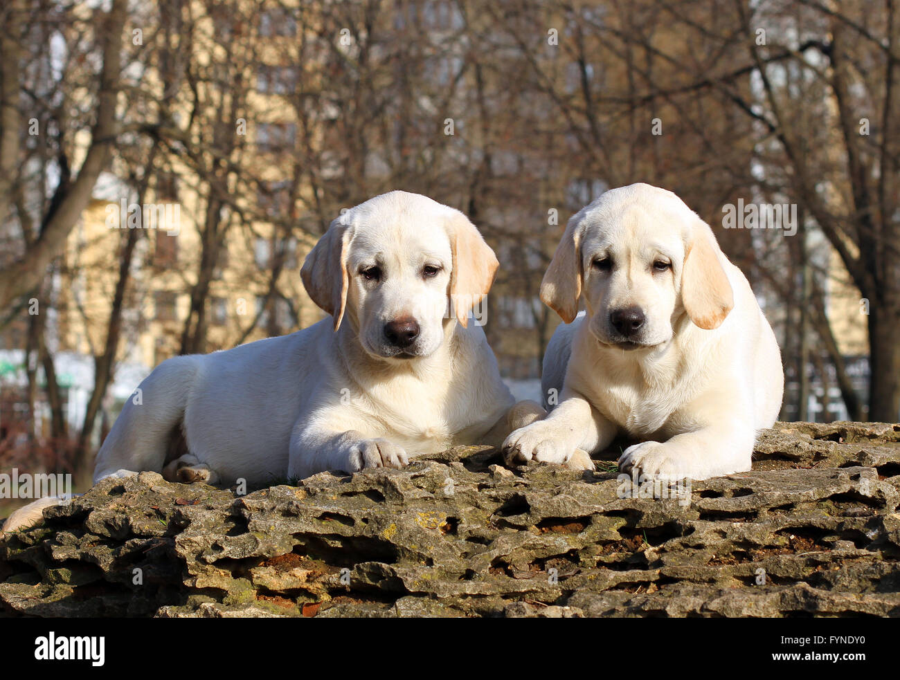two cute yellow nice labrador puppies in the garden Stock Photo - Alamy