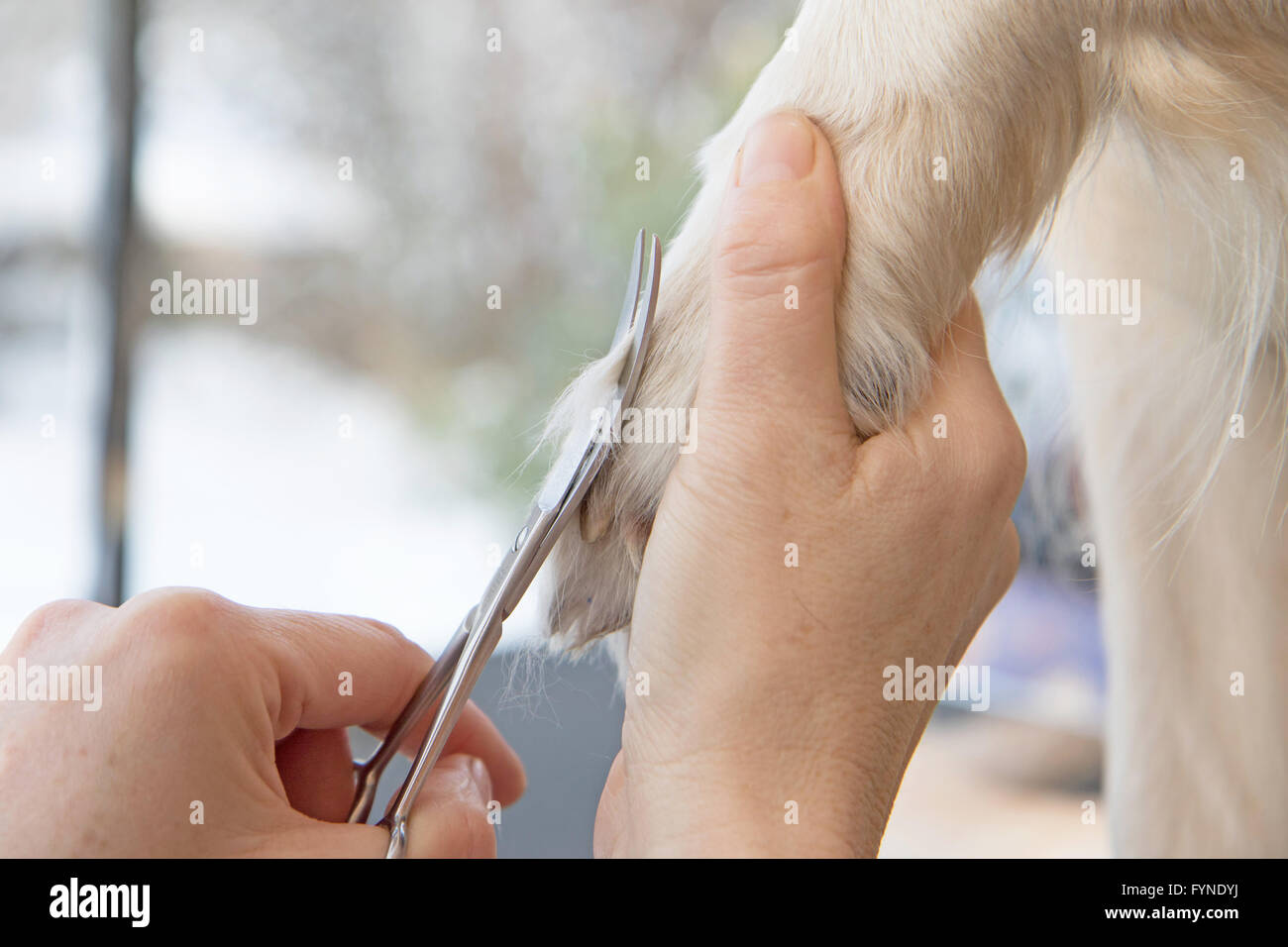 Haircut dog paws hi-res stock photography and images - Alamy