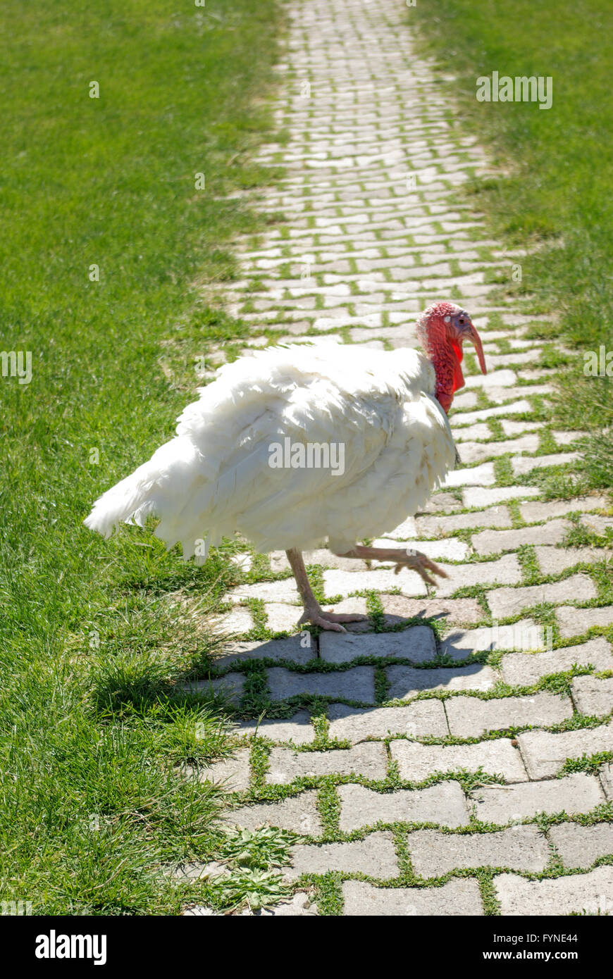 White turkey walk outdoors in garden Stock Photo - Alamy