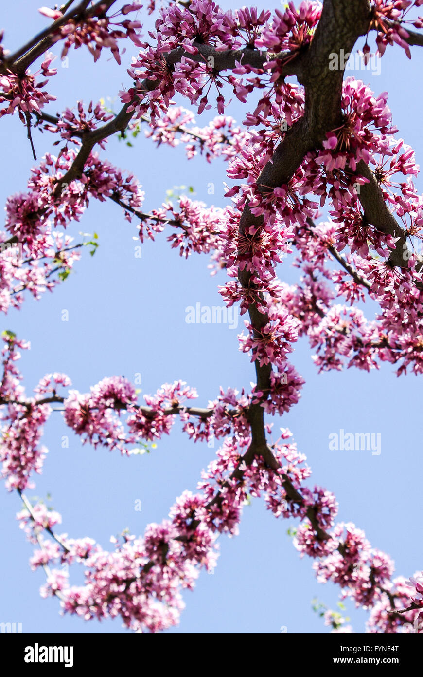 trees blossom in spring with colorful flowers Stock Photo - Alamy