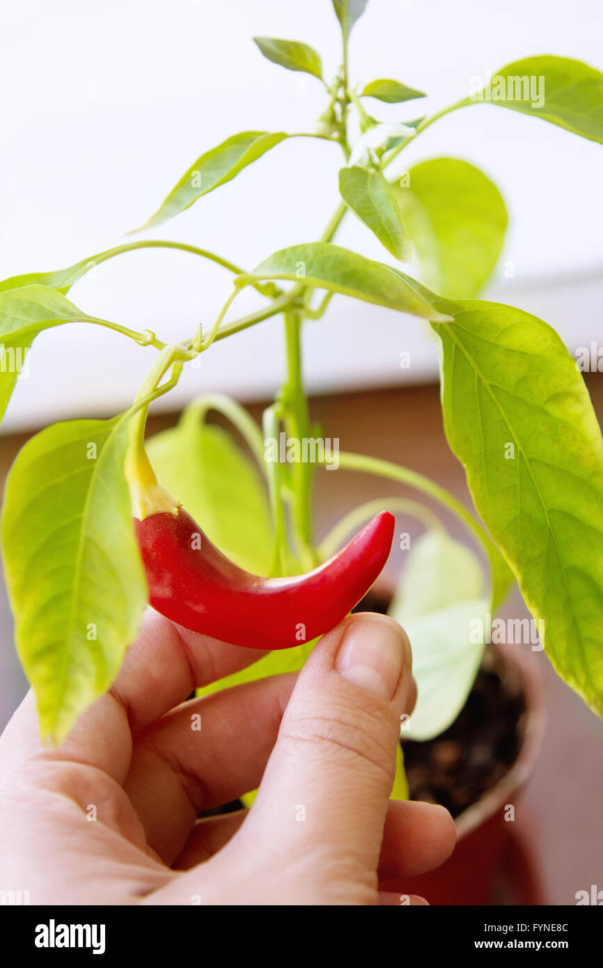 Hand holding pepper hi-res stock photography and images - Alamy