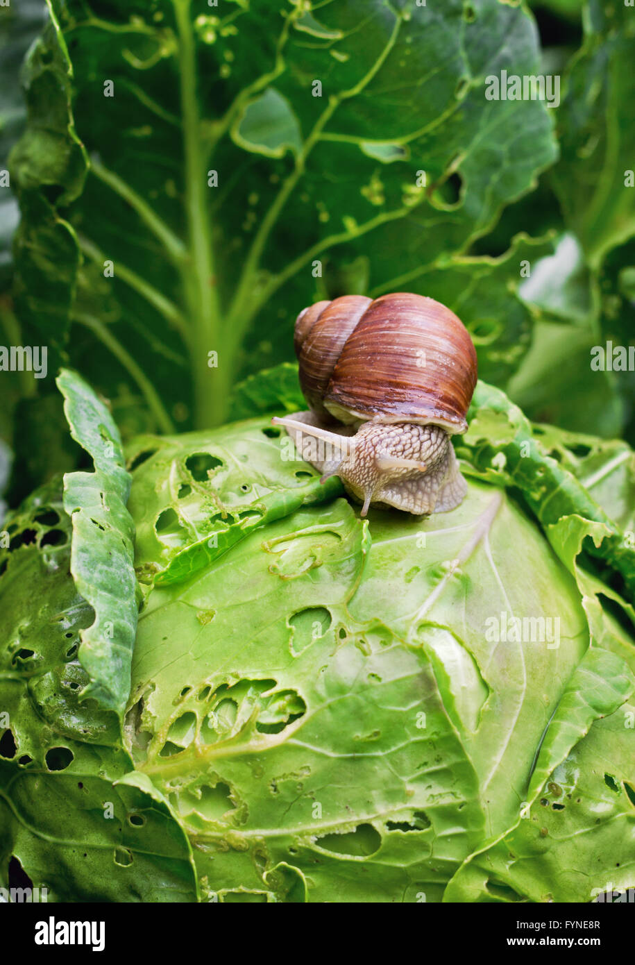 Close-up Snail is sitting on cabbage in the gardenn, leaves with holes ...
