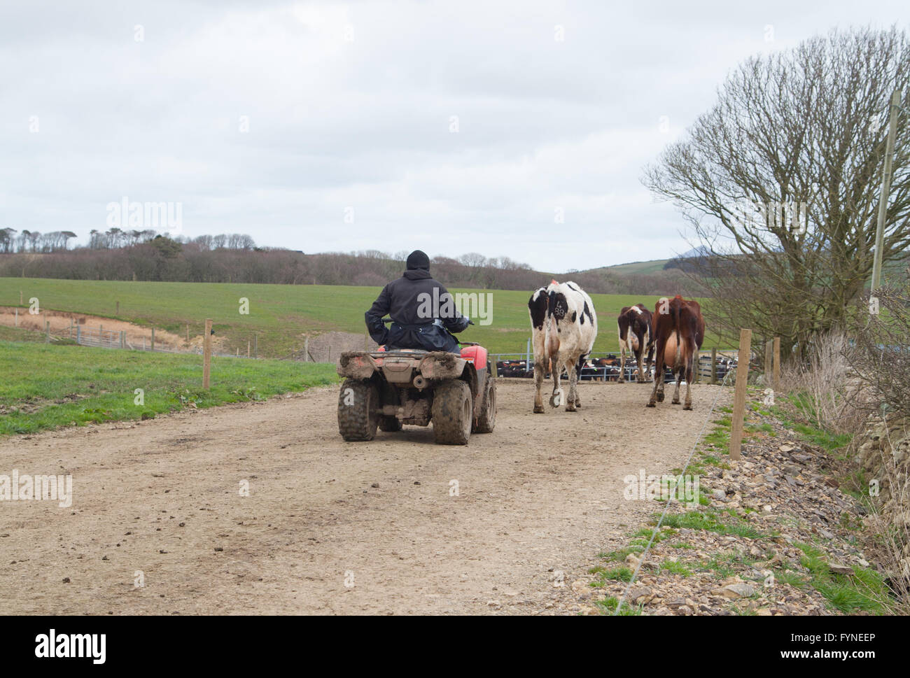 Farmer on a quad bike following Cattle walking to the milking parlour ...