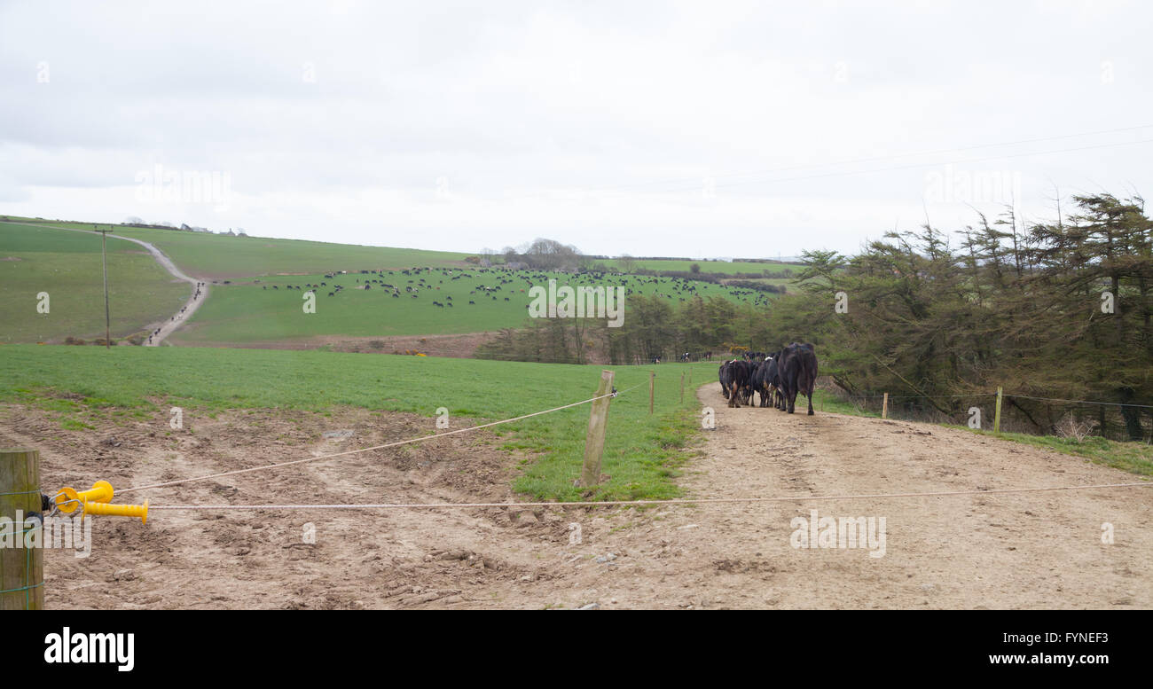 Cattle return to pasture / fields after being milked at Cefnamlwch ...
