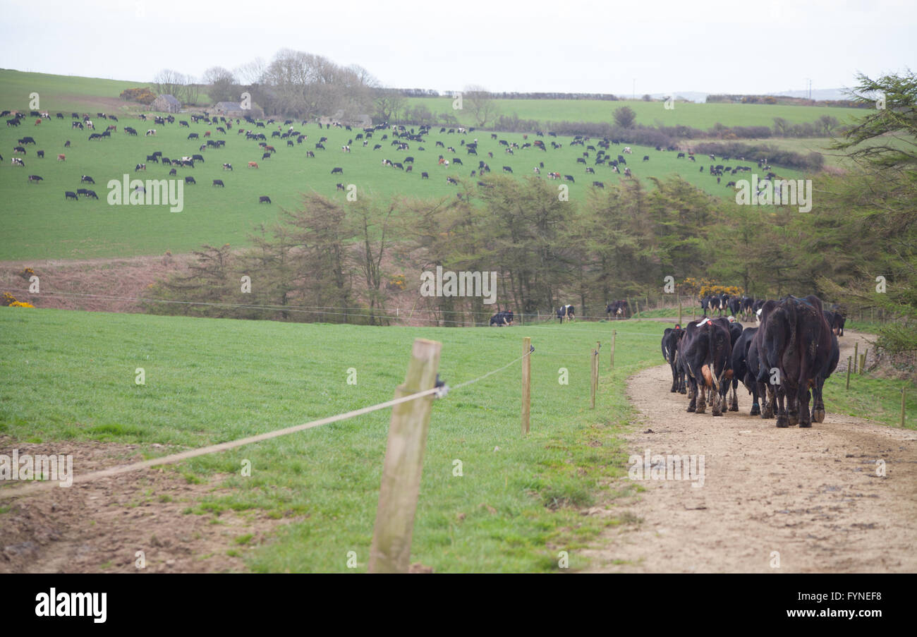 Large scale cattle farming hi-res stock photography and images - Alamy