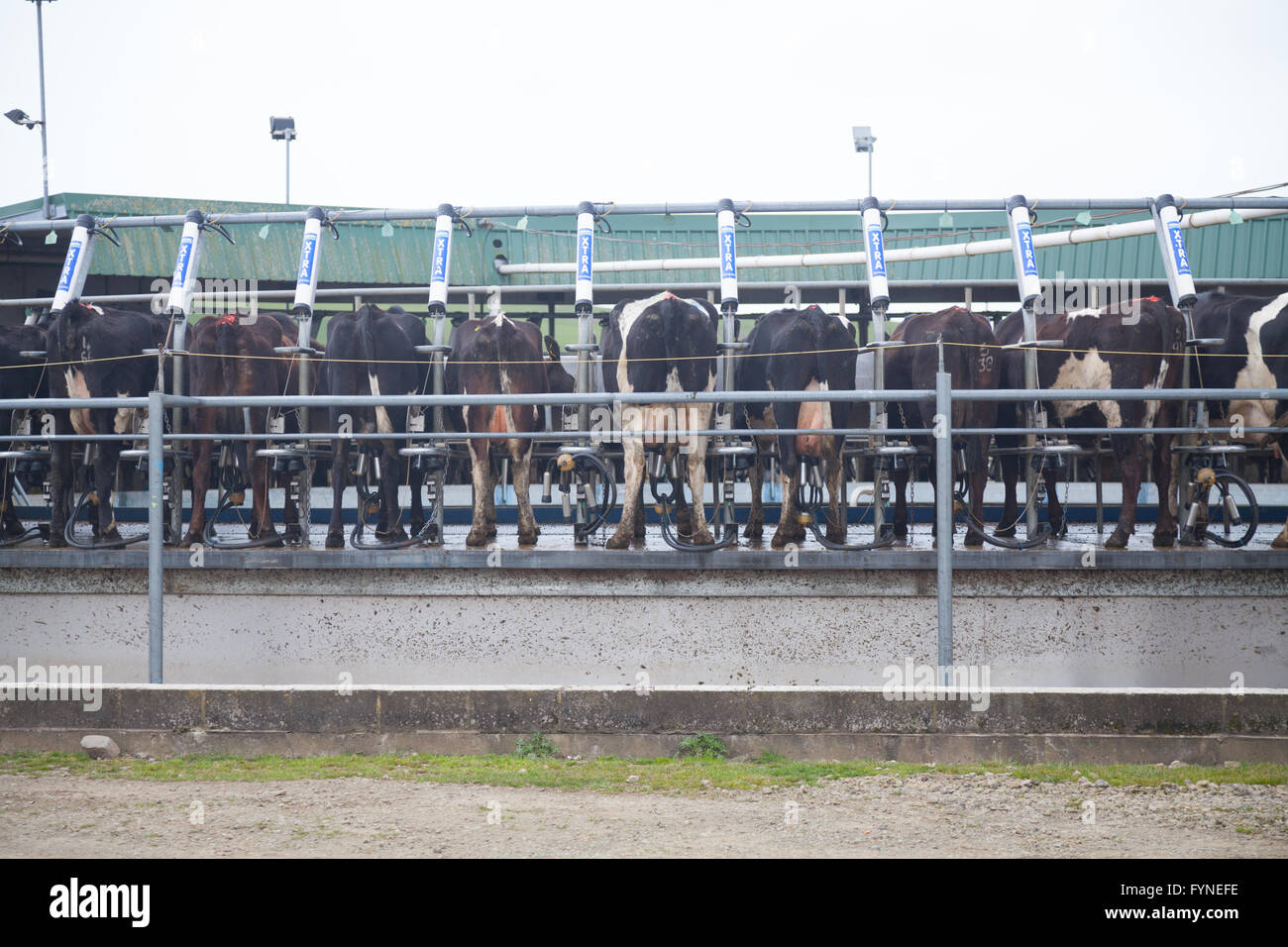 Rotary milking parlour hi-res stock photography and images - Alamy