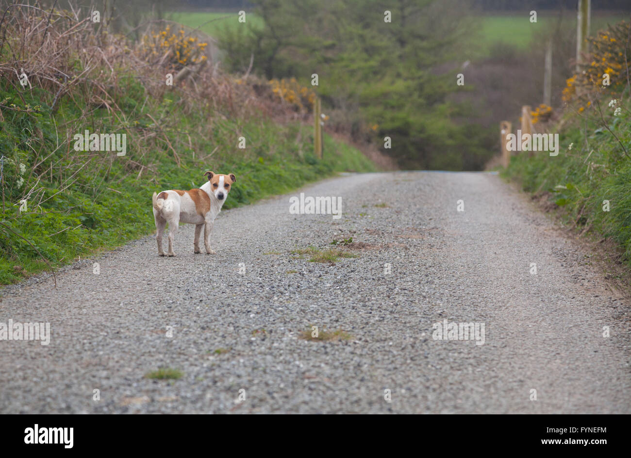 Working terrier hi-res stock photography and images - Alamy